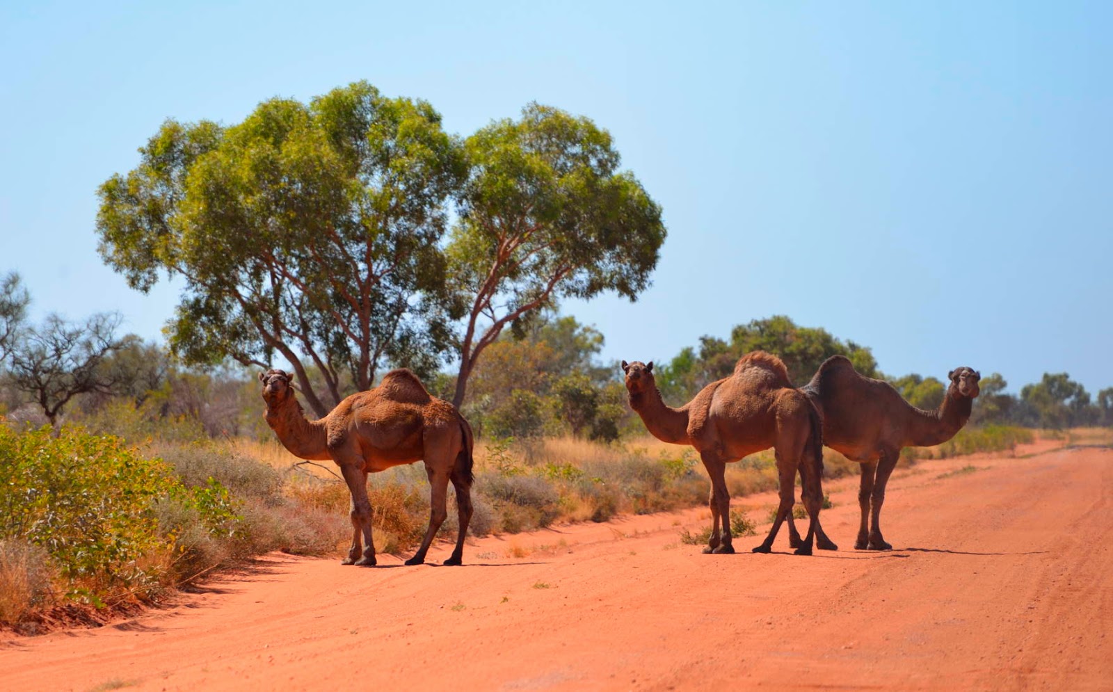 A&K Travels: Tanami Desert