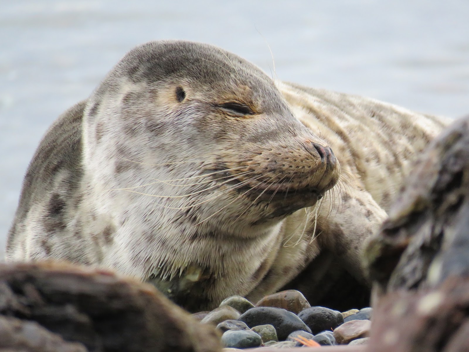 Buzz's Marine Life of Puget Sound: HARBOR SEAL PUPS ON WEST SEATTLE BEACHES