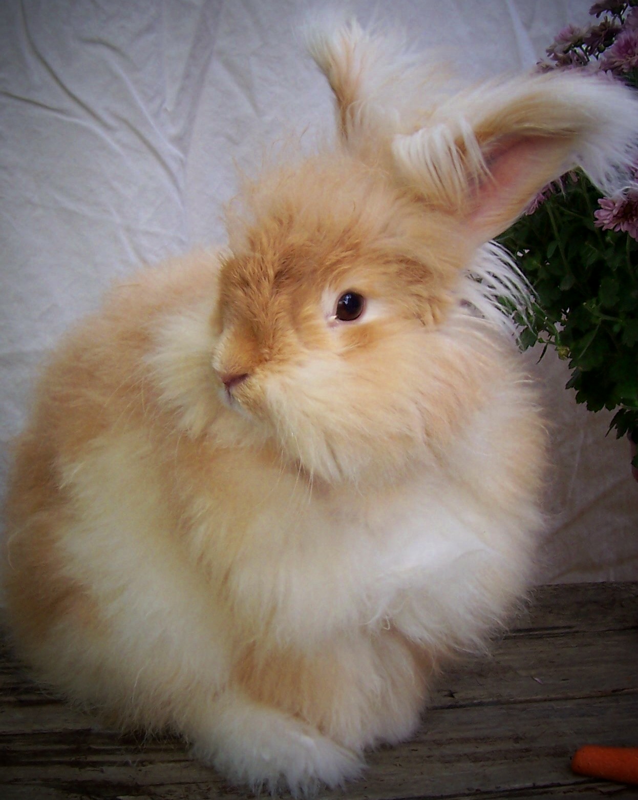 The Cockeyed Homestead: Well, Rabbit Droppings!