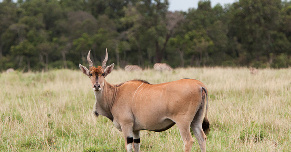 Mythology and Folklore UN-Textbook: South Africa: The Hunt of Lion and ...
