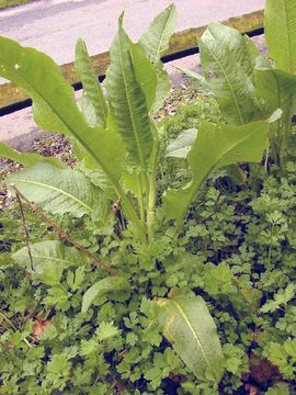 Viorica: Dragavei, Shtevia (Rumex Cristatus)