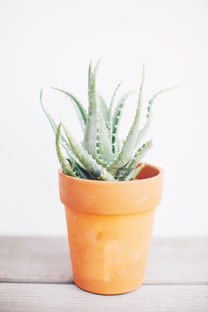 SUNKISSED BOTANICS: Sunkissed Beauty :: Aloe Vera aka Goddess Juice