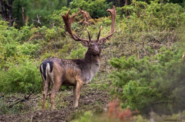 AmicoMario: LA SARDEGNA E IL DAINO. L’ASSURDA RICHIESTA DI SOPPRESSIONE ...