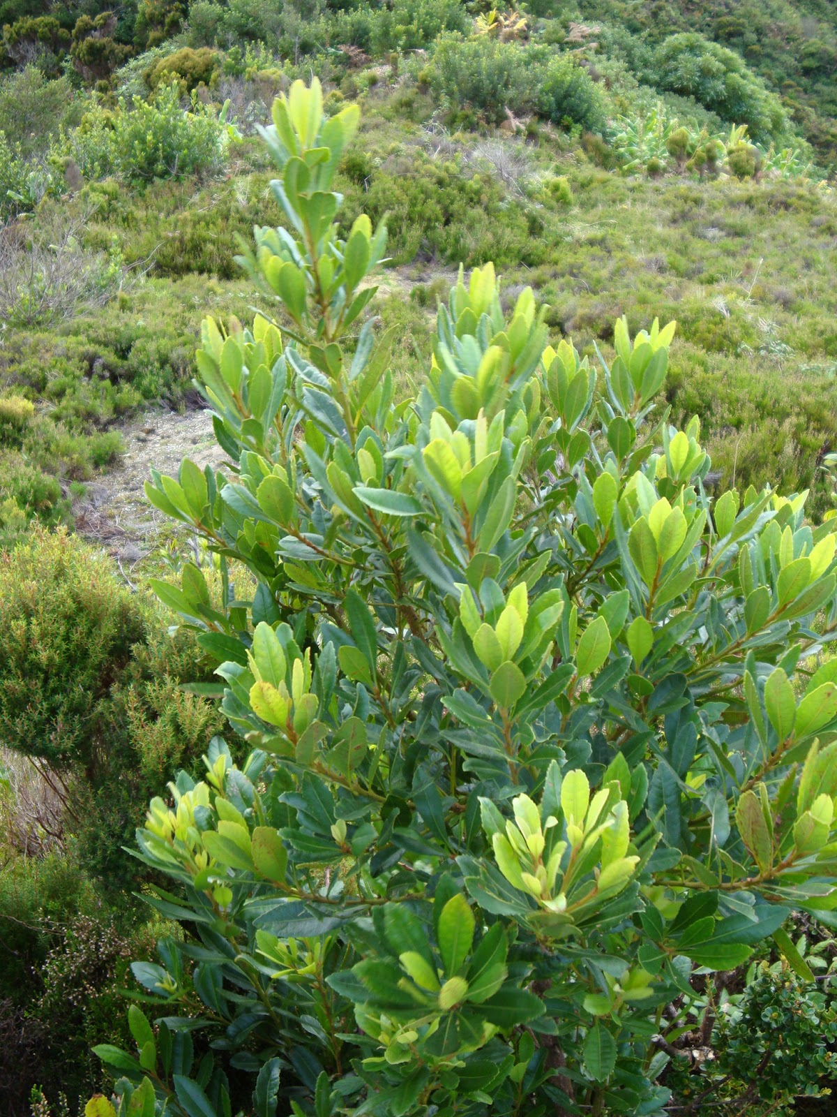 Vulcão da Biodiversidade: Faia