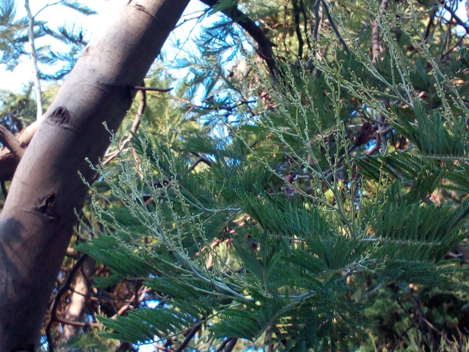 Come Coltivare la Mimosa dai Fiori Gialli (Acacia dealbata) | Il Gusto ...