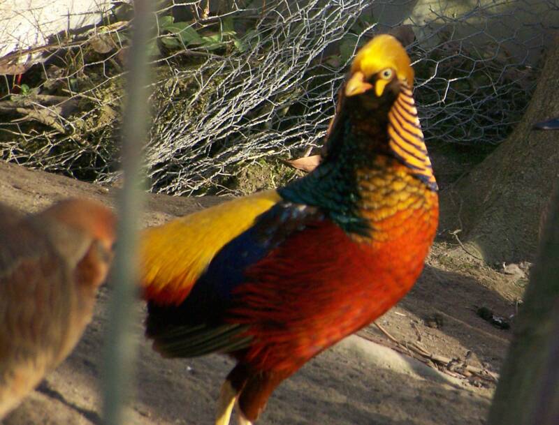 Faisanes: Mutaciones