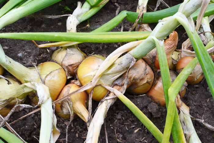 Kogu tõde sibulatest, vol 3