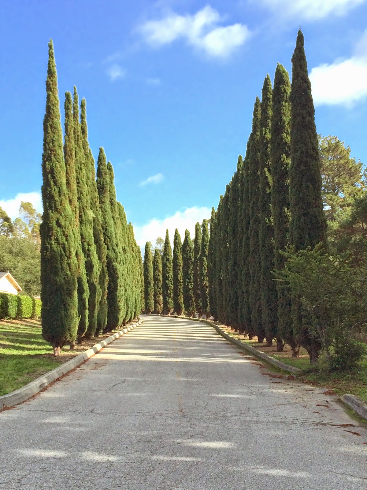 Trees of Santa Cruz County: Cupressus sempervirens 'Stricta' - Italian ...