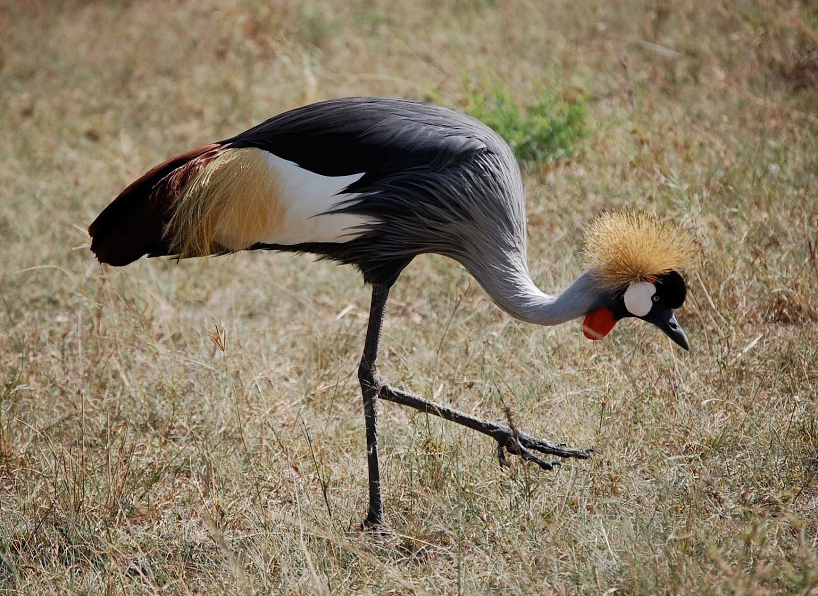 Wild life: cute crane | wild birds