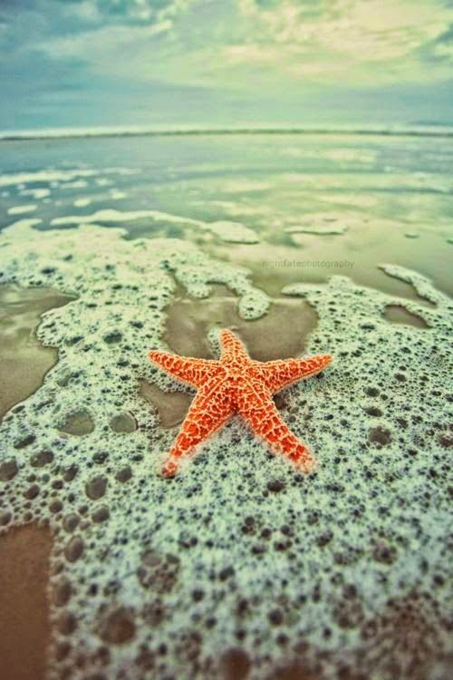 Sea life ~ Amazing Photography