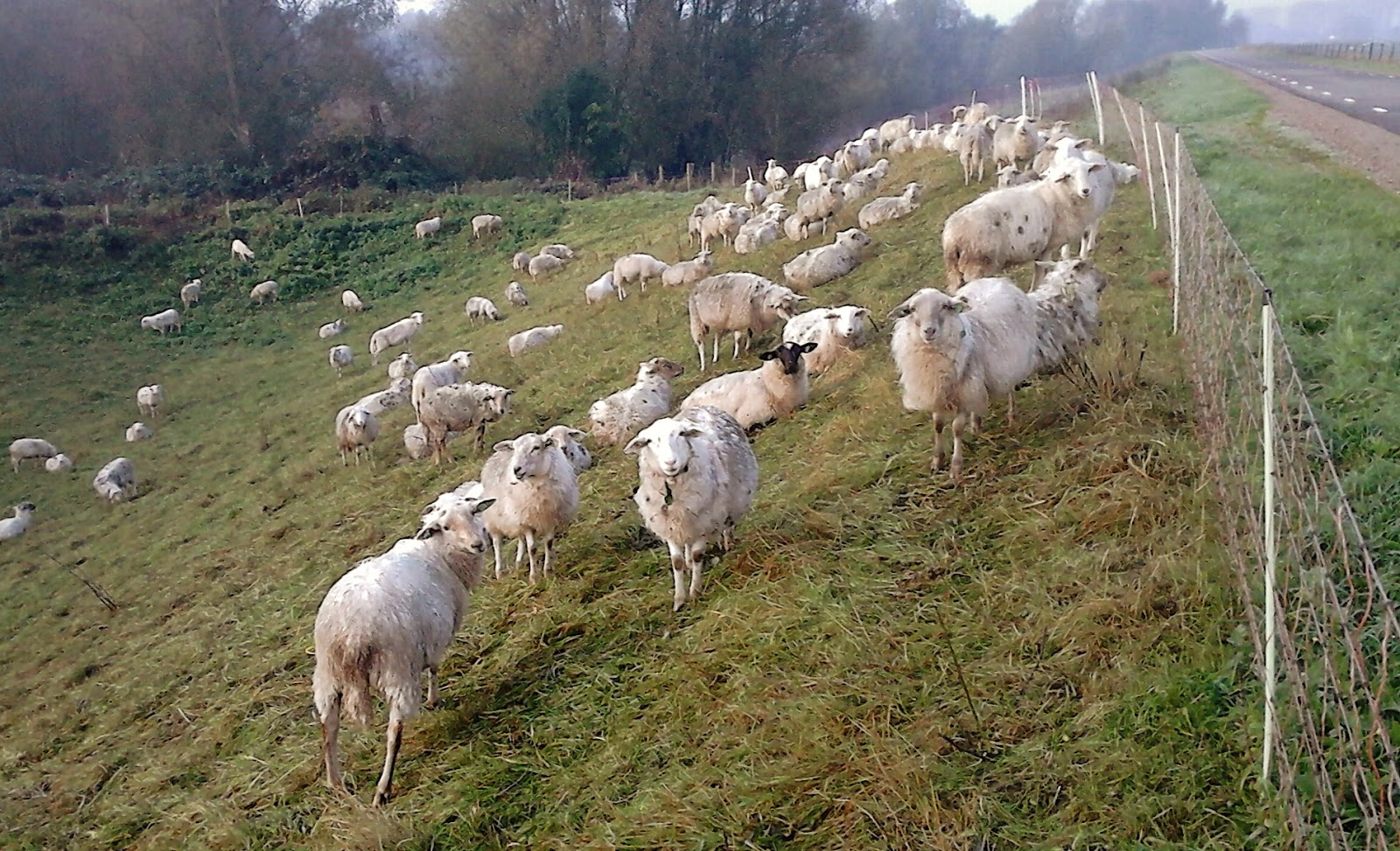 RustyDaytrips.nl: Some Sheepishness