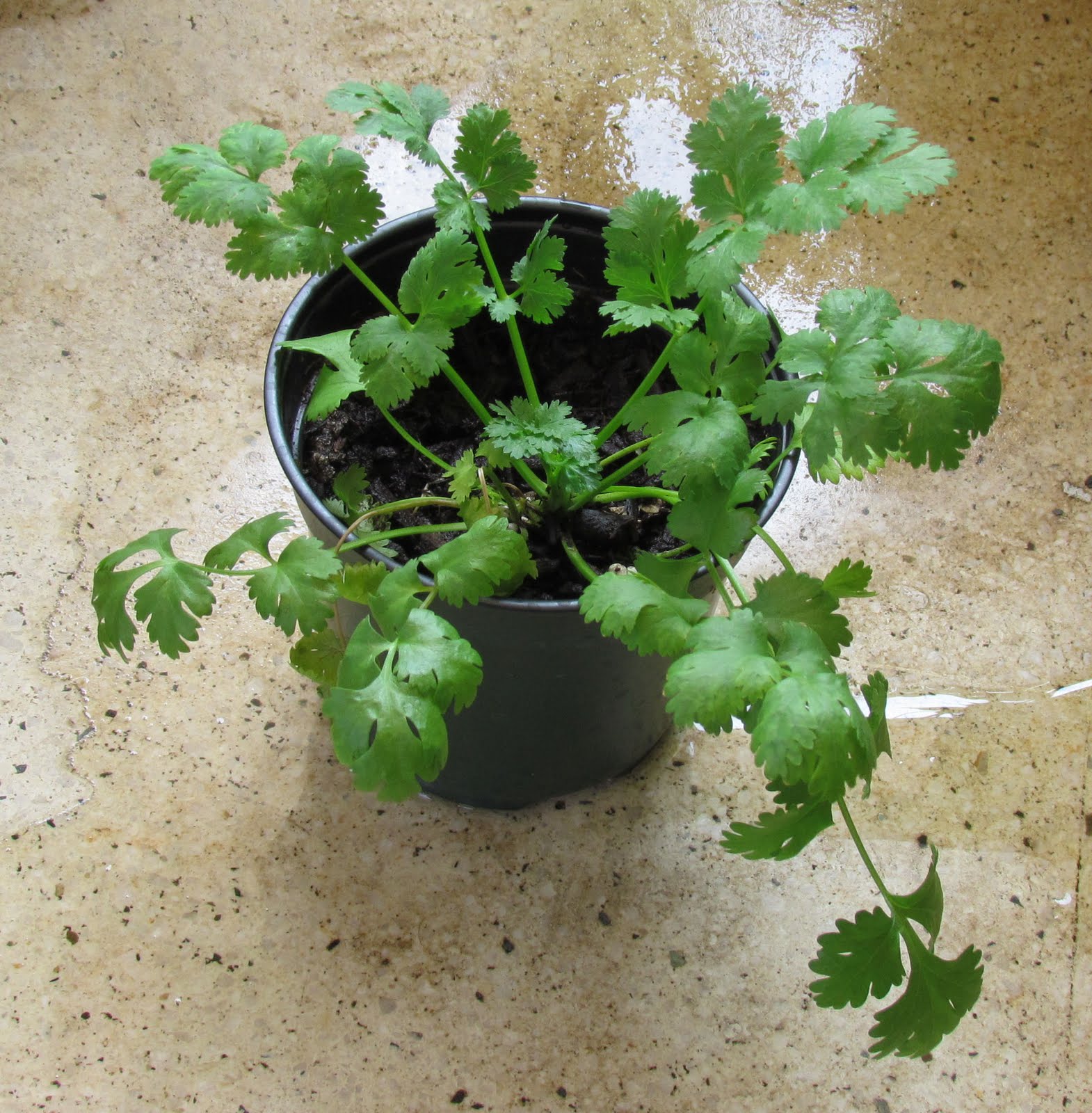 Foto Blog Puerto Rico: Huerto Casero Cilantrillo 2