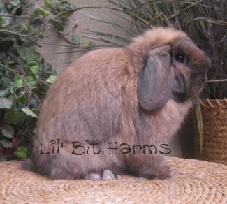 What's New at Lil' Bit Farms