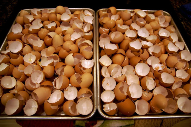 Yuk Basmi Tikus, Kecoa dan Semut Pake Kulit Telur, BEGINI CARANYA!!