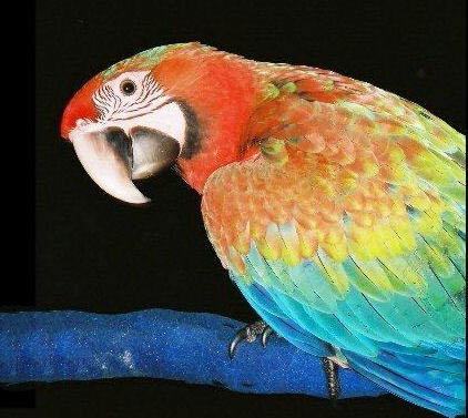 Bayan Puling Serindit Tanau: Tropicana Macaw