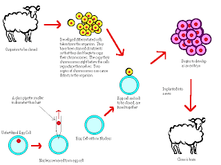 Biologi Be Excellent: Transfer Inti Sel Reproduktif kloning Dalam ...