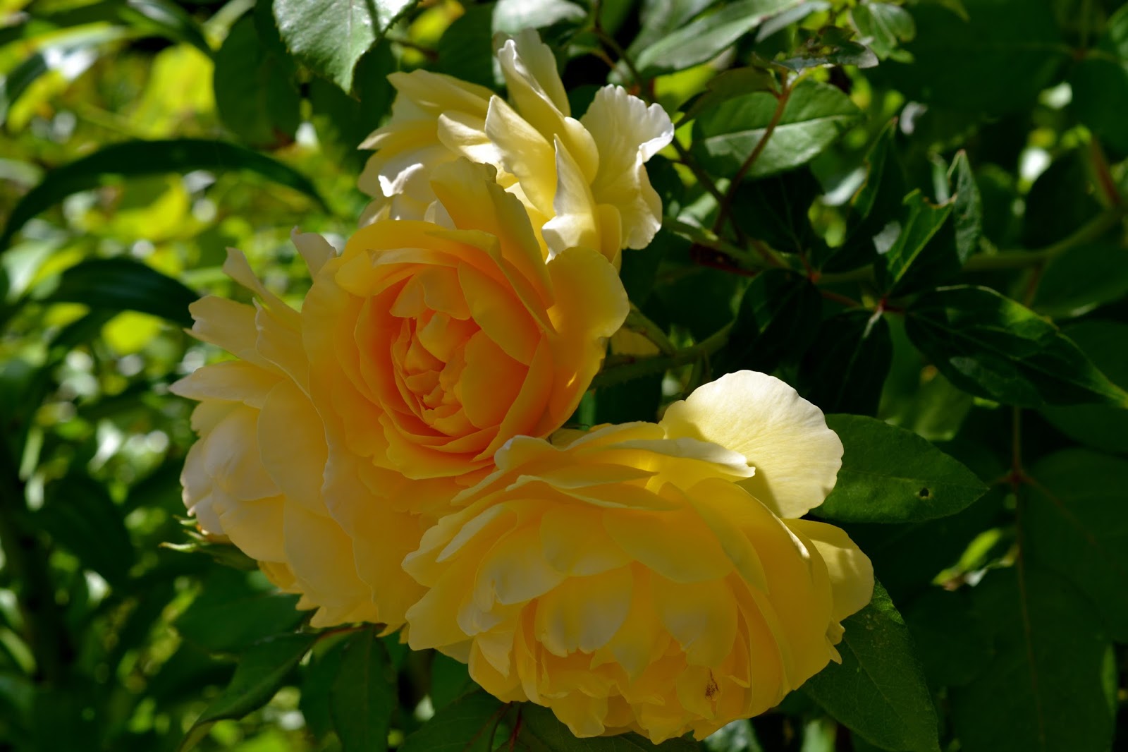 Bonney Lassie: A Visit to Dawnview Gardens