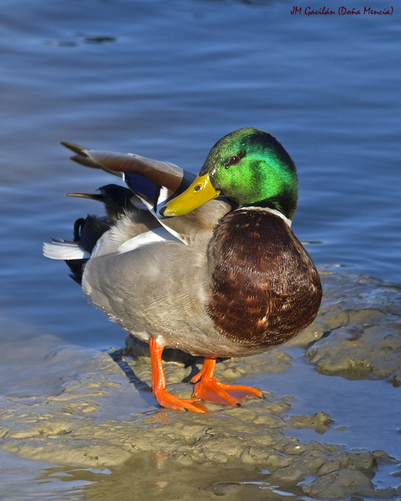 Fotografía de Naturaleza - JM Gavilán: Ánade real o azulón macho (Anas ...