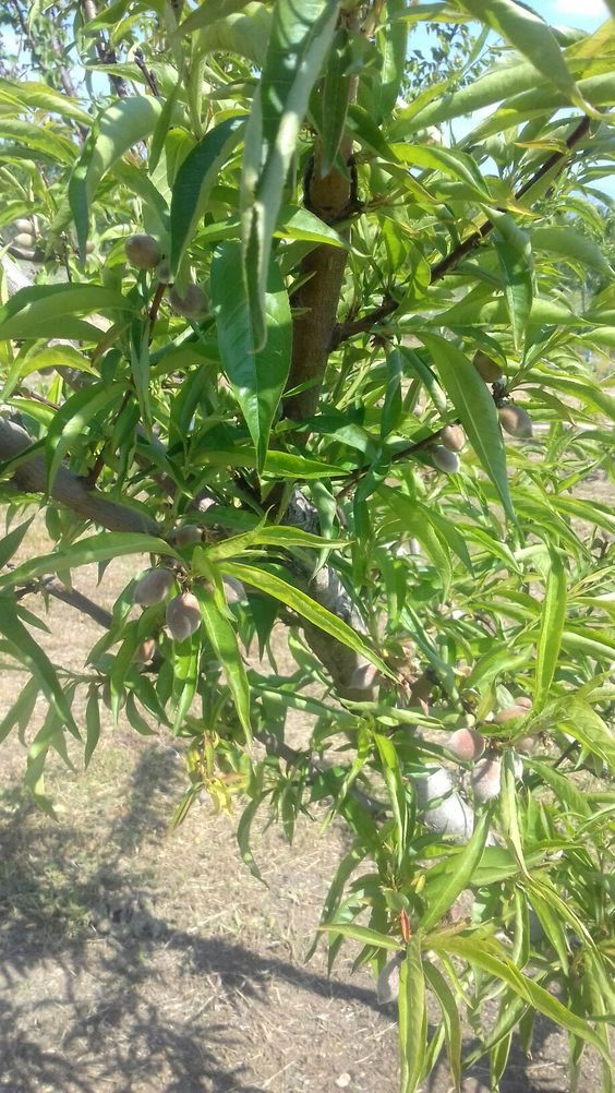 Έγινα 71 !Ε! και...: Σας ζάλισα; δεν σας ζάλισα!!!!!
