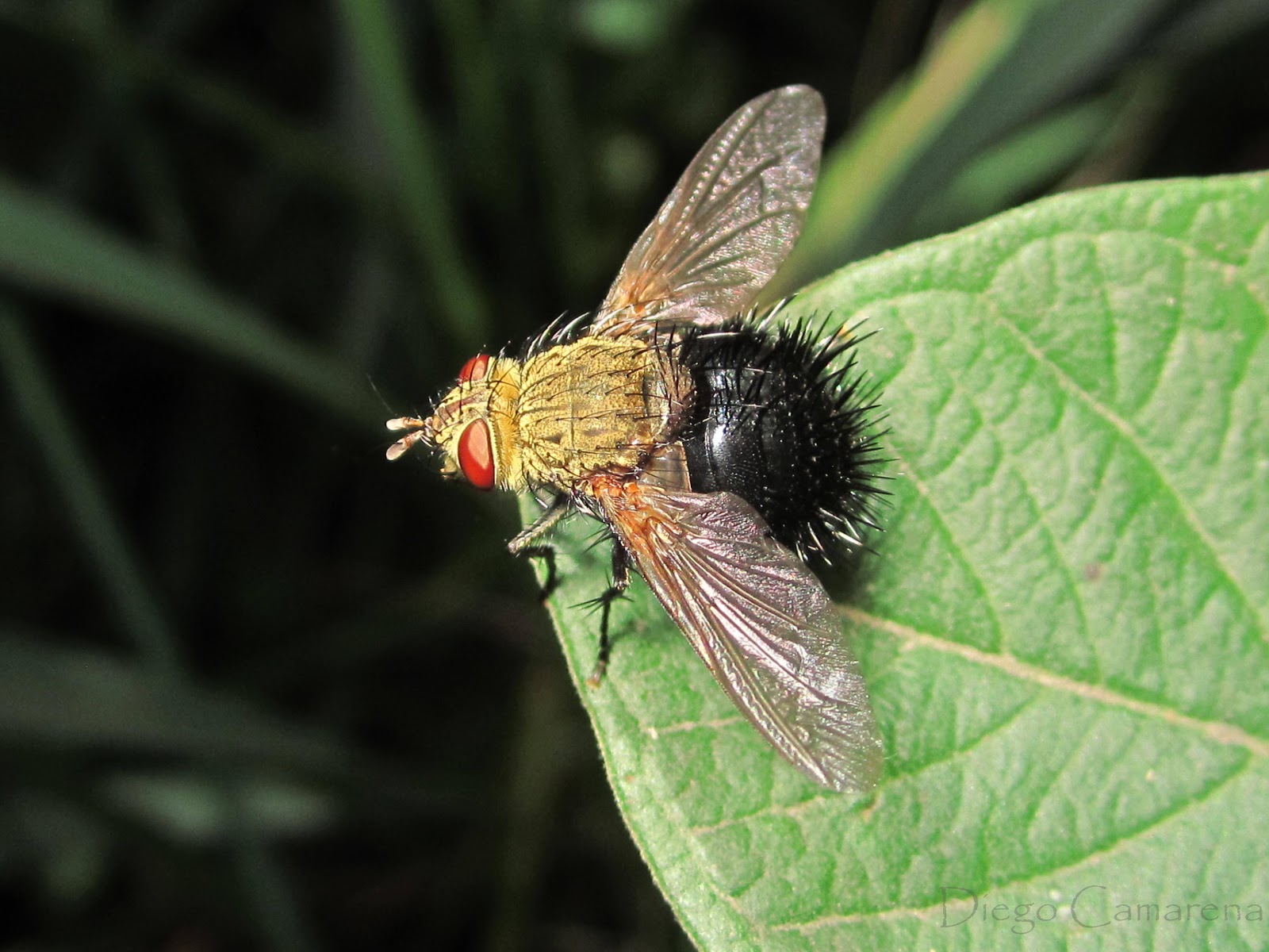 Fotografías de naturaleza: Insectos del parque Eca do Queiros