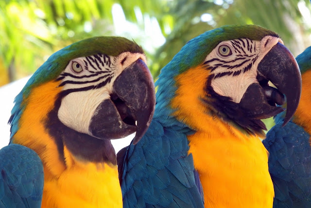 All Of The Splendid Secrets And Techniques And Strategies Of The Macaw ...