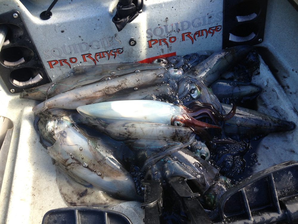 kayak Fishing - Love that yak: Squid Fishing in the Hobie Kayak at Wallaroo