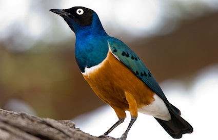 The Presurfer: 41 Awesome Birds