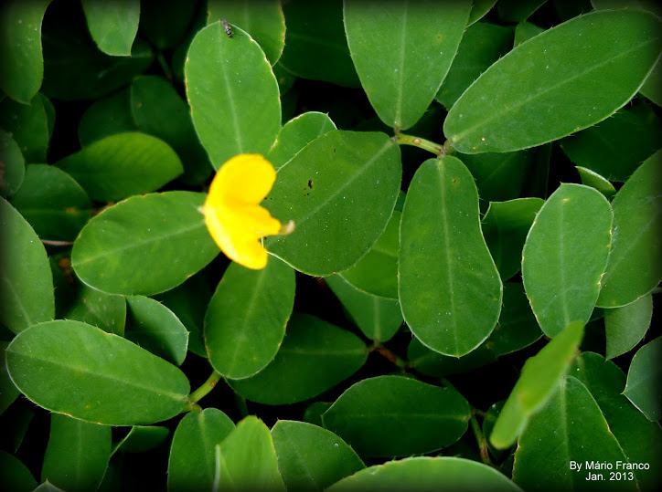 Meu Cantinho Verde: GRAMA-AMENDOIM - ( Arachis repens )