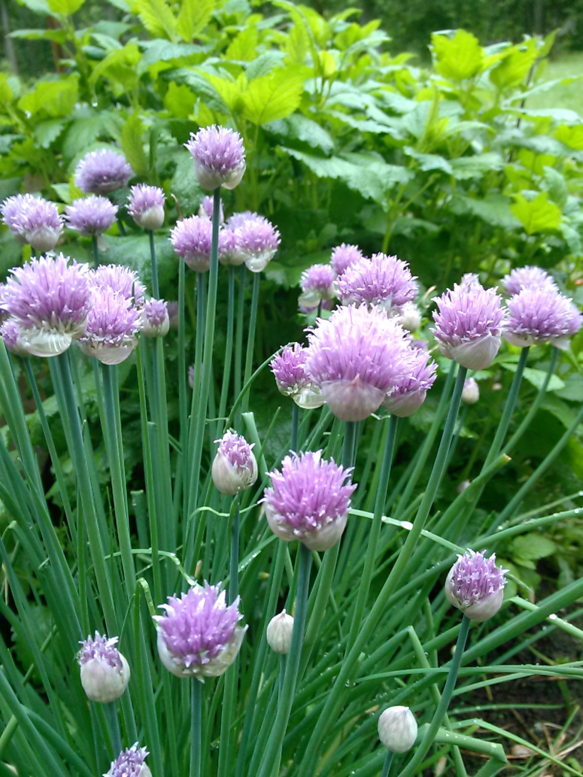 Jen & the Bean stalk: Chive Blossoms