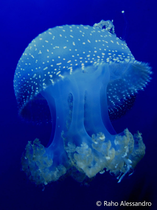 Necton e Plancton: Cnidari: Medusa Filloriza