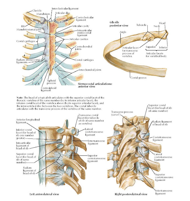 Ribs and Associated Joints Anatomy - pediagenosis