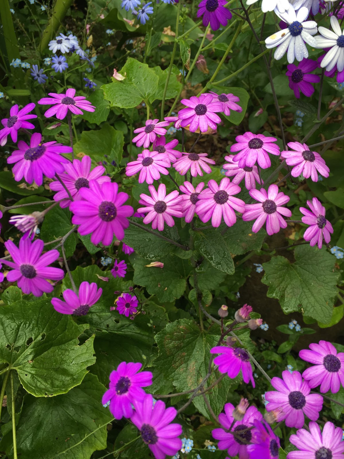 MUG | Mike's Urban Garden | MUG: Plant Profile: Pericallis-x-hybrida ...