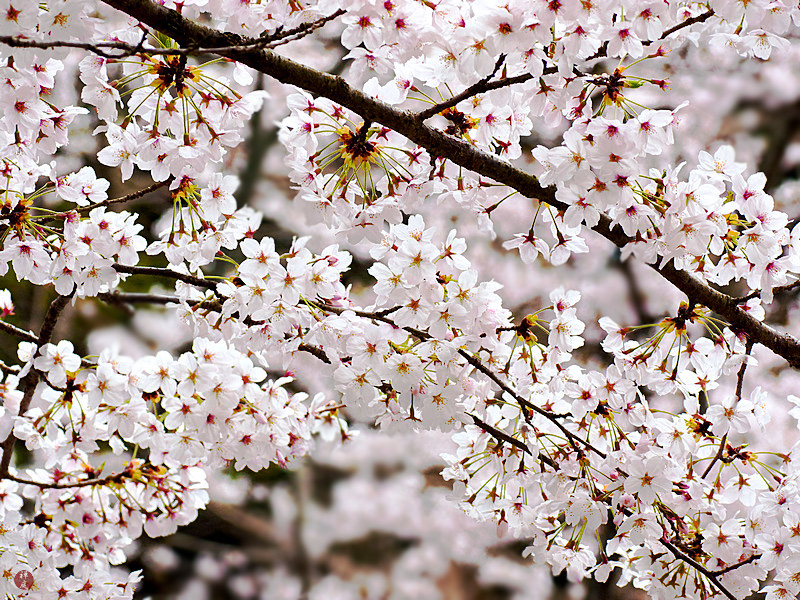 FROM THE GARDEN OF ZEN: April 2011