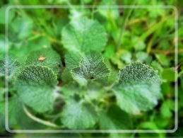 El Marrubio | Plantas