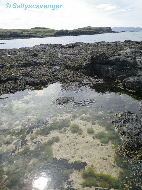 Rock Pooling: Examples of features of littoral rock habitats: