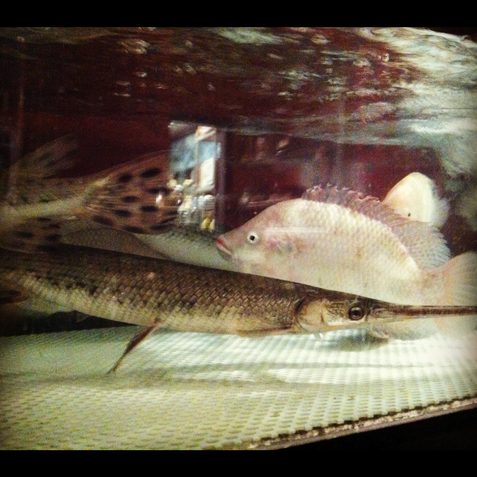 Wok with Seven Seas: Alligator Gar