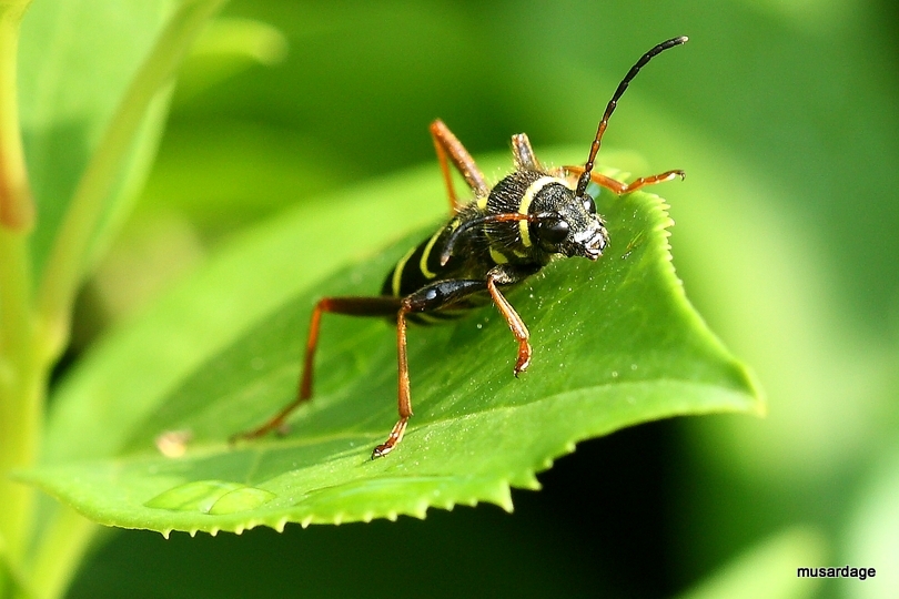Le "Clyte bélier", (Clytus arietis) . | Musardage du côté de Trégunc