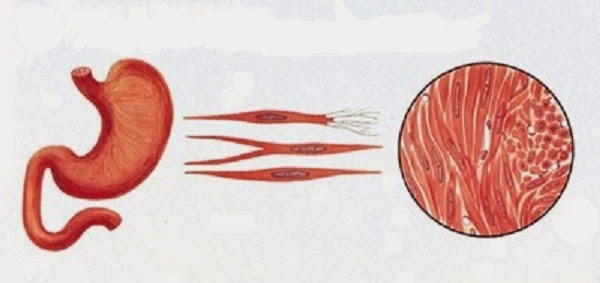 LOS MUSCULOS on emaze