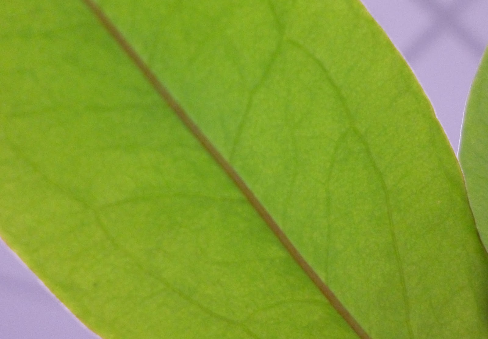 陽台雜記: Bundle Sheath Extension --- Homobaric Leaves & Heterobaric Leaves