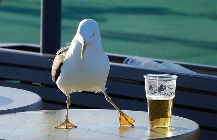 Funny Animals: Funny Seagull Pictures
