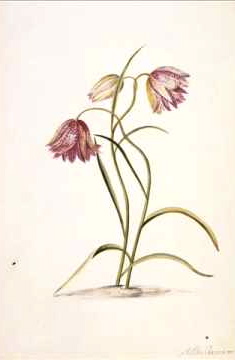 The Painted Prism: WOMEN ARTISTS: Alida Withoos