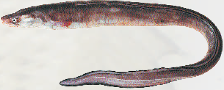 LebensArt Uruguay: Pescados Uruguay