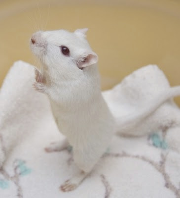 Gerbil | Wildlife | The Wildlife