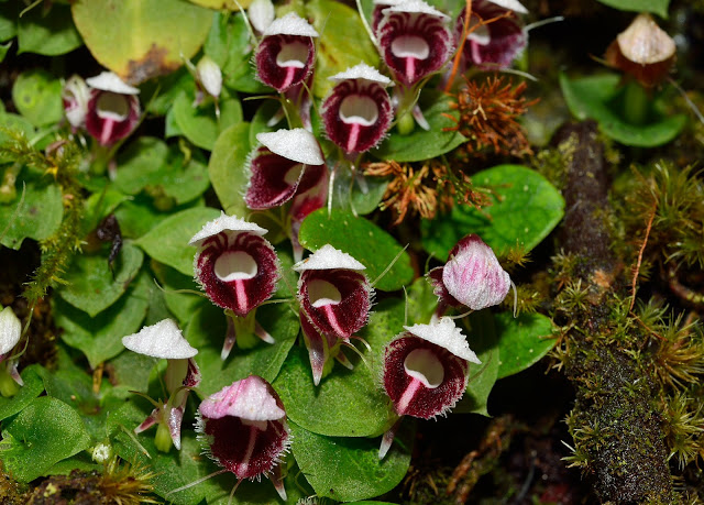 hasyrinshaysan: Orkid liar.