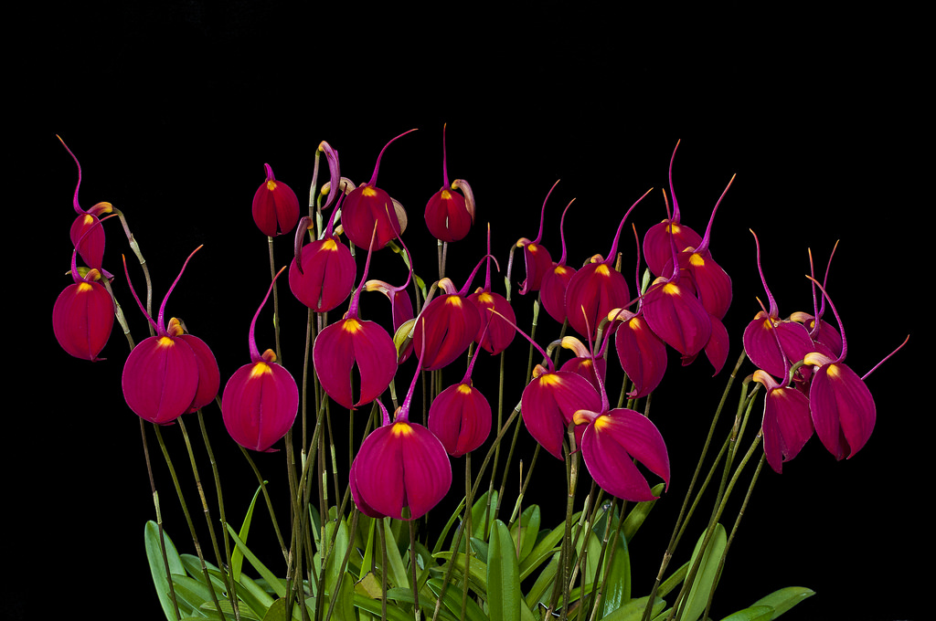 Masdevallia coccinea care and culture | Travaldo's blog