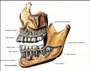 Anatomia Humana: Tipos de articulação