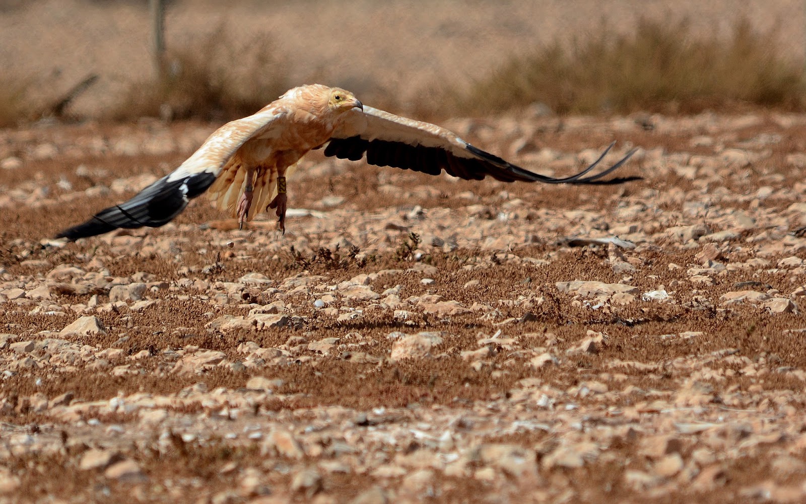 Birding Canarias: Guirres majoreros...