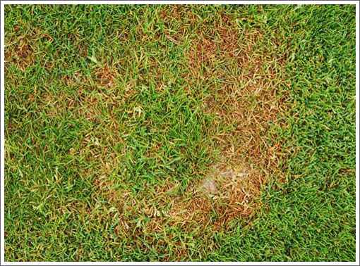 Take-all Patch Disease ~ Lawn and Turf Care
