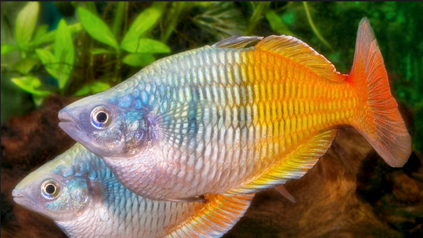 Ini Dia Cara Praktis Budidaya Ikan Rainbow Boesemani Serta Jenisnya ...