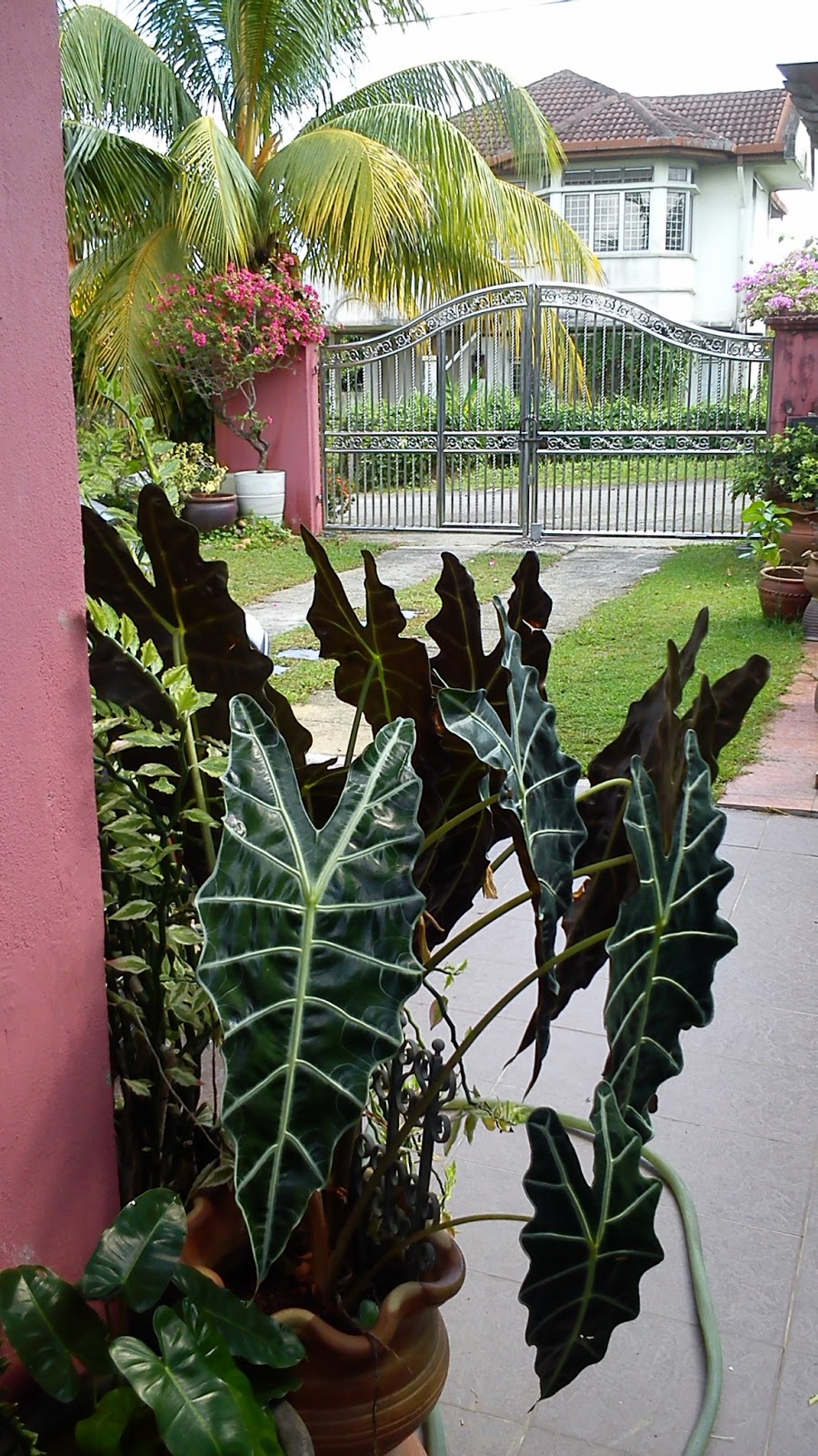 Keringat: Keladi Hiasan